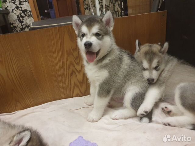 Продаются щенки