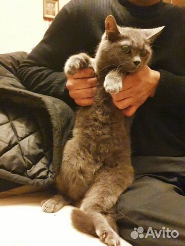 Британская кошка