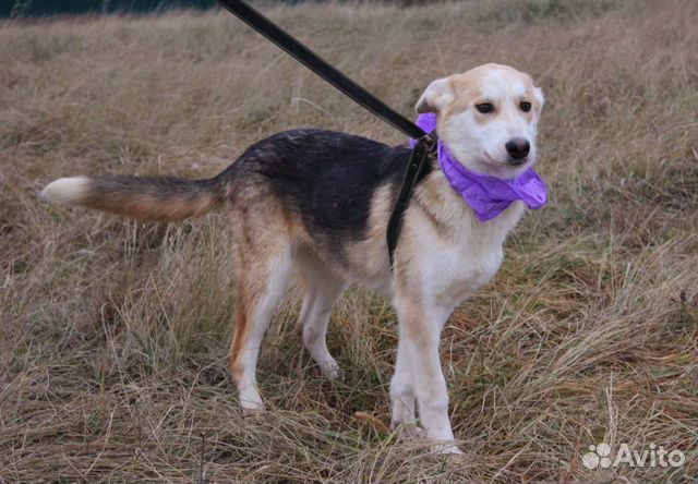 Собака щенок Эви бесплатно в добрые руки