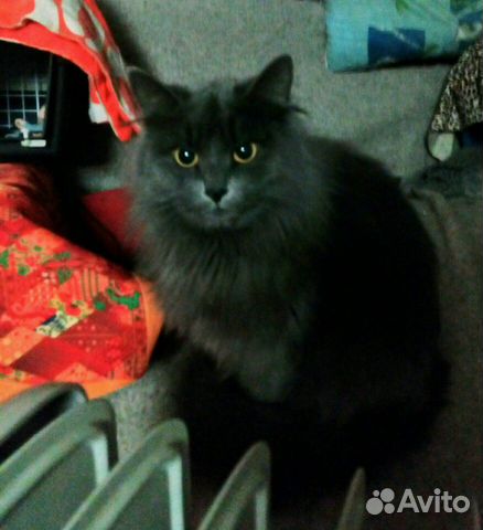 Кошка