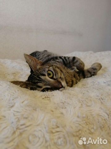 Кошечка подросток