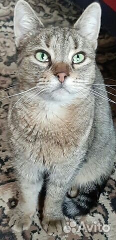 Зеленоглазая малышка ищет дом