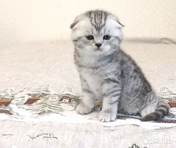 Вислоухий мальчик Вискас