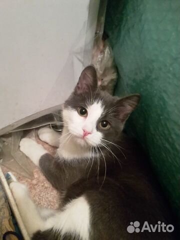 Котёнок, девочка, около 4 мес