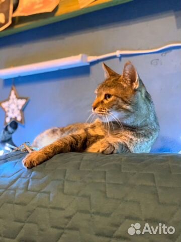 Маша, самая правильная кошка