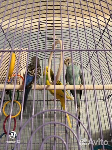 Продам пару папугаев