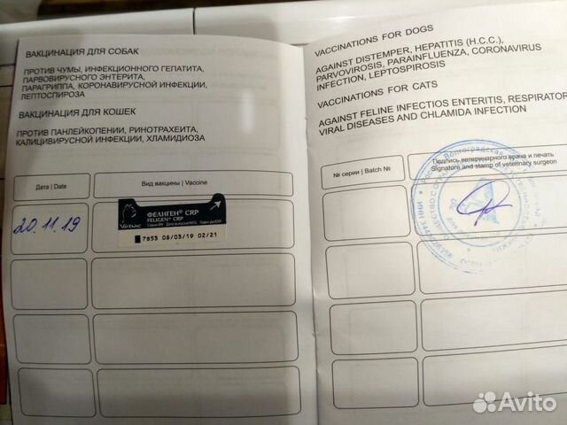 2 чудесных котика хотят поскорее в добрейшие руки