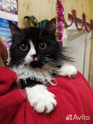 Маленькое счастье - Пуша