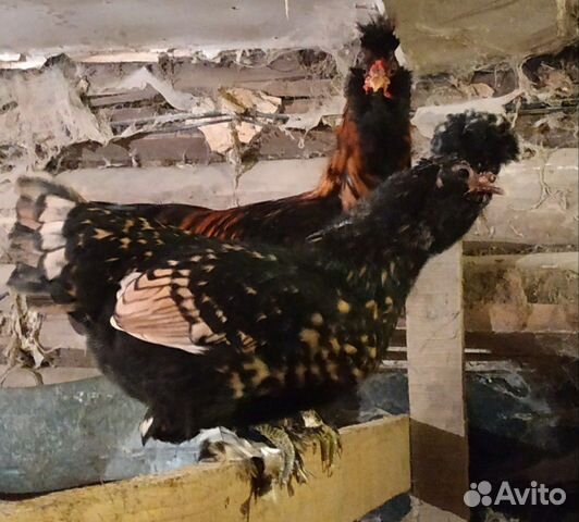 Куры Павловские семья