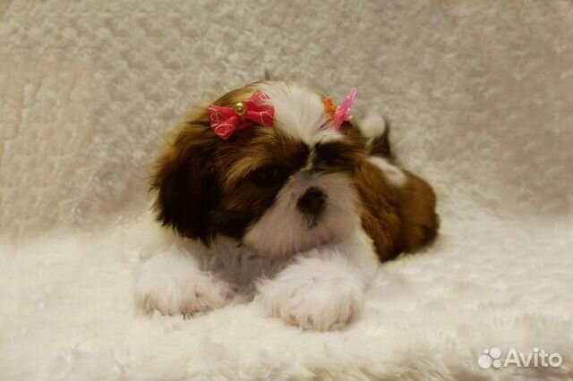 Щенок шит-цу девочка с документами