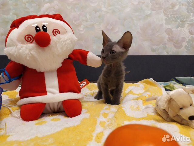 Донской сфинкс девочка