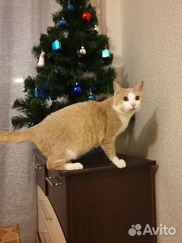 Кот. Отдам в добрые руки