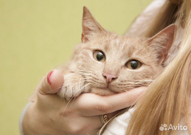 Рыжая кошечка Клёпа ищет любящего хозяина
