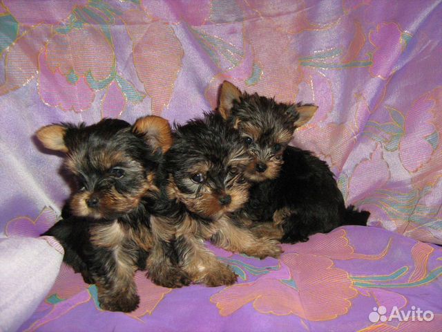 Мини-щеночки Йорки под Ёлочку