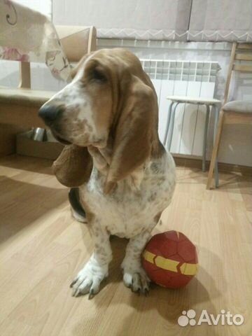 Отдам собаку Бассет хаунд