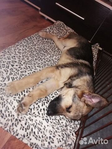 Щенок овчара