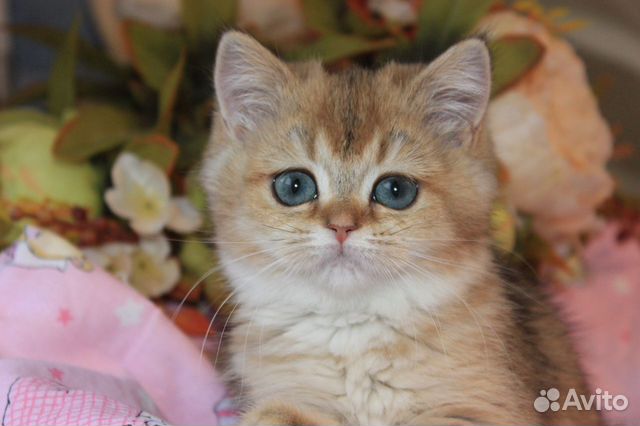 Золотая шиншилла с глазами цвета моря