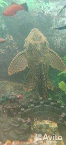 Сом парчевый (птеригоплихт)