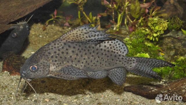 Синодонтис взрослый 20см