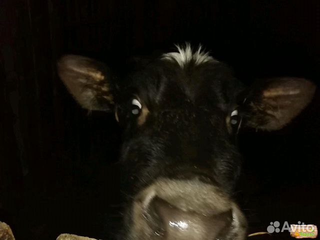 Племенная телка