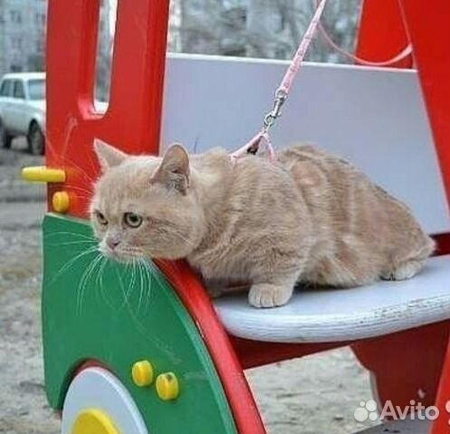 Взрослый кот Манчкин
