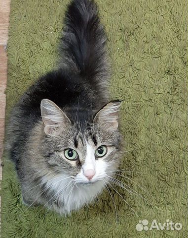 Стерилизованная кошка