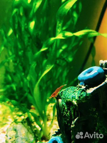 Креветки-вишни аквариумные