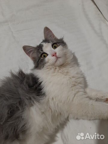 Сверхласковый котенок мальчик в дар 4 мес