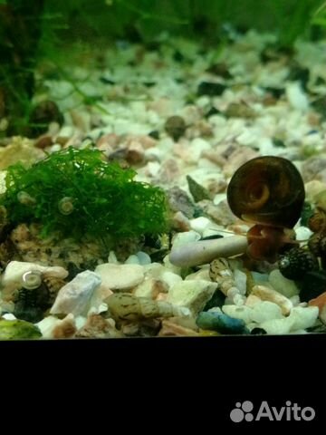 Улитки и камни