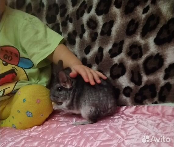 Малыш шиншиленок
