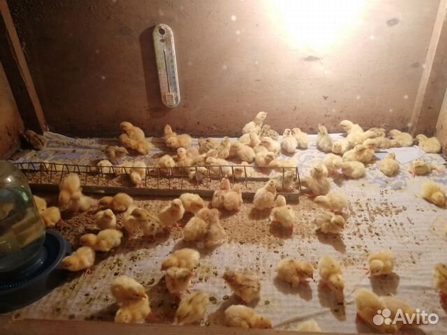 Продам суточных цыплят перепелов