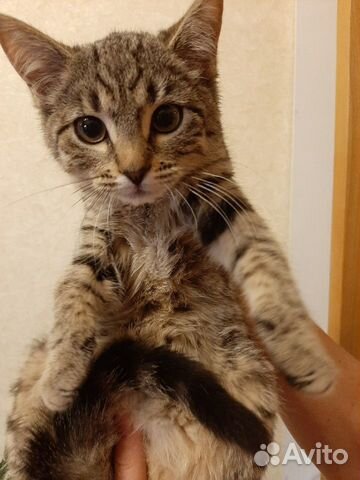Котенок рысенок