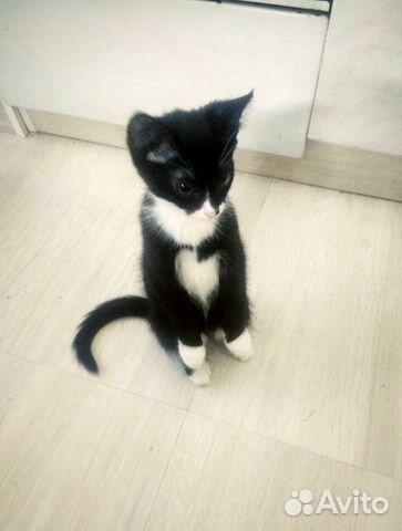 Котёнок Арчи ищет дом