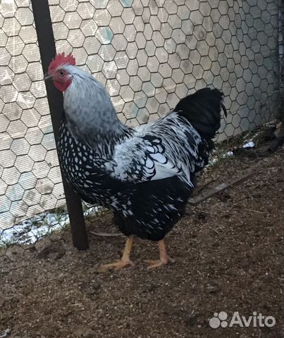Петух 7 месяцев