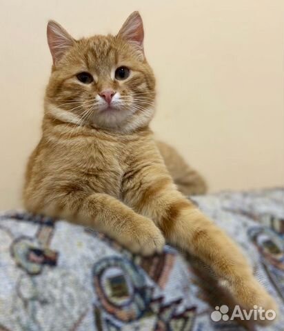 Европейская