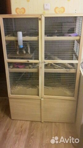 Две дегу. Клетка-витрина, колёса и другие принадле