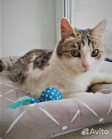 Кошечка 7 мес