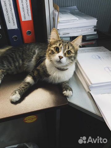 Кошка в добрые руки