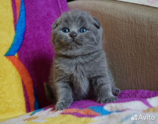 Шотландские вислоухие котята