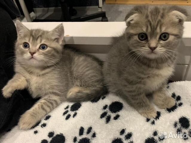 Шотландские котятки)