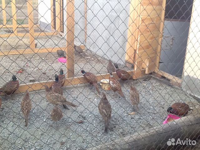 Фазан охотничьей самки Фазан золотой