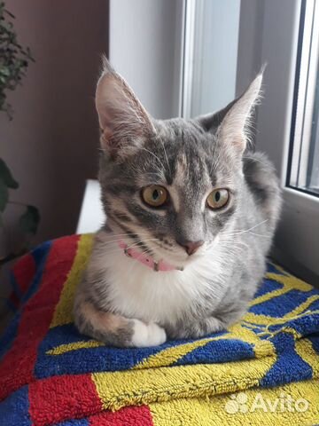 Отдам Котёнка в добрые руки