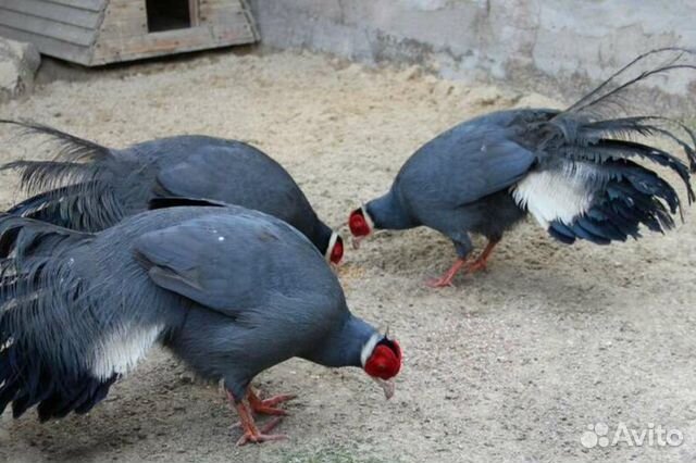 Фазаны синий ушастый