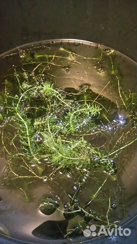 Элодея аквариумные растения