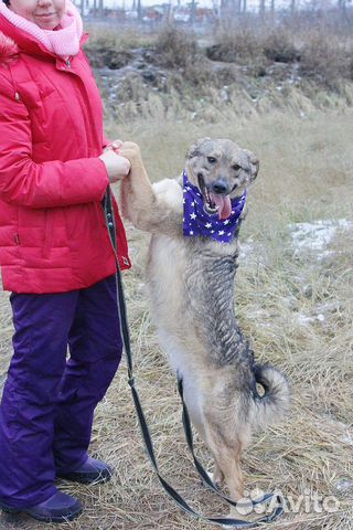 Молодая собака Томми в дар