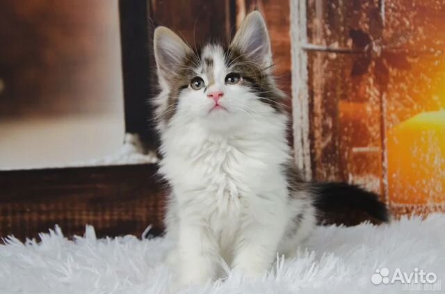 Норвежская лесная кошка. котята