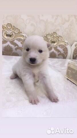 Щенки хаски