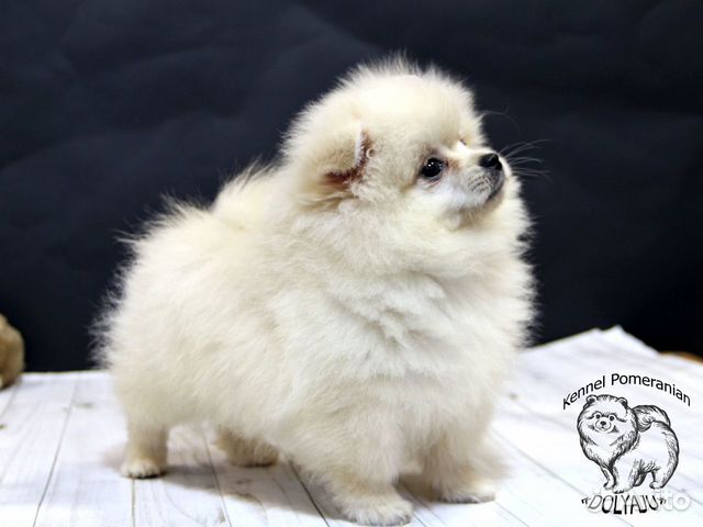 Белый мальчик пом