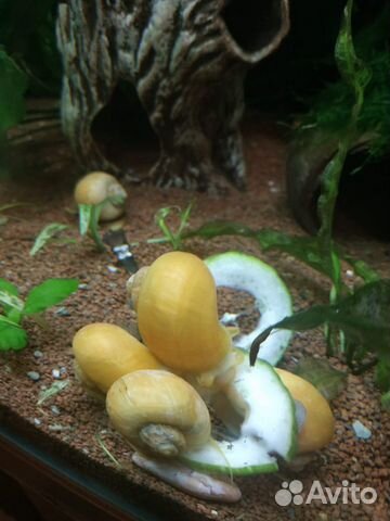 Улитки ампулярии взрослые