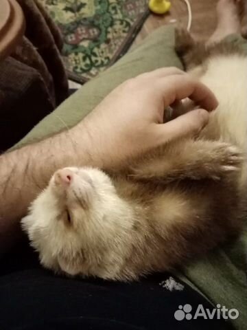 Продаётся хорёк